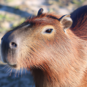 Where can Capybaras be found in Florida - Baby Capybara