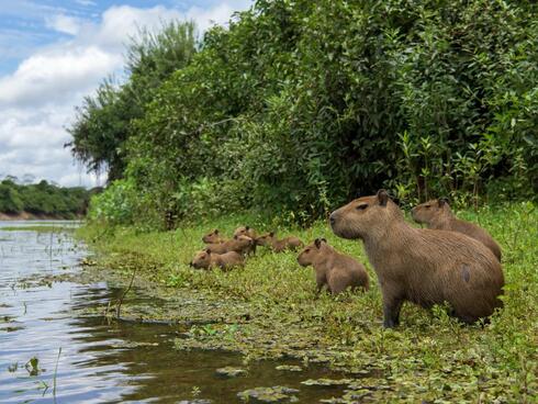 Where to Find Capybaras in Their Natural Habitat - Baby Capybara