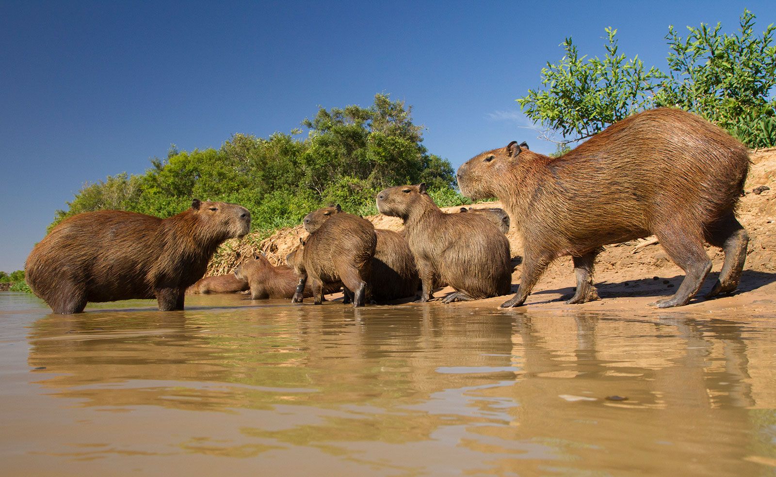 Where to Find Capybaras in Their Natural Habitat - Baby Capybara