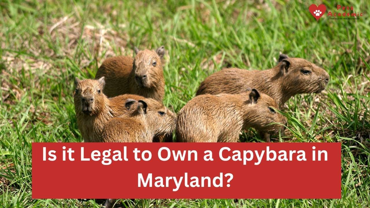 Is owning a capybara legal in Maryland? - Baby Capybara