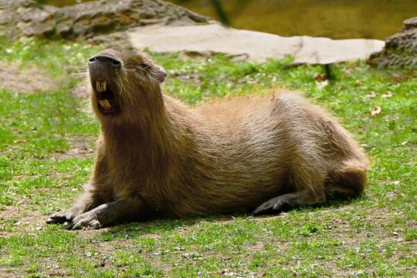 What is the value of a Capybara in Adopt Me? - Baby Capybara