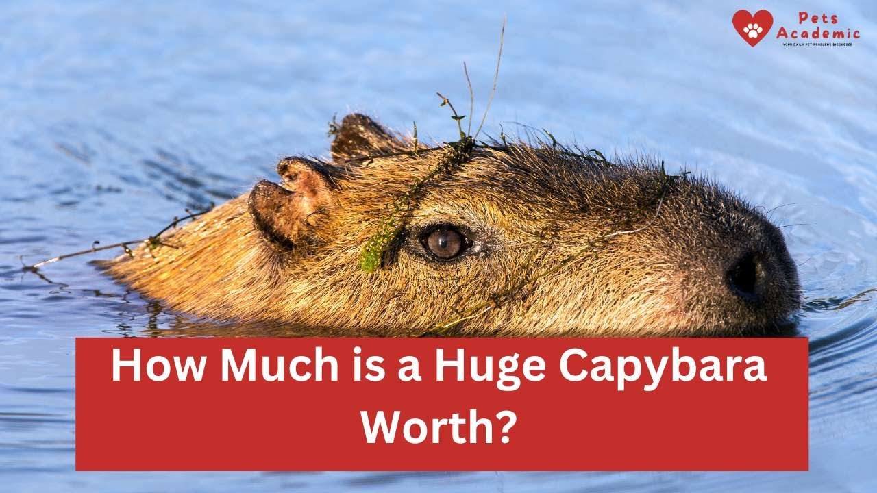 Determining the Value of a Massive Capybara - Baby Capybara