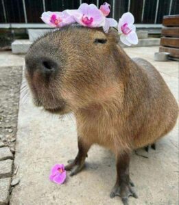 The Cutest Happy Birthday Capybara Gif Ever - Baby Capybara