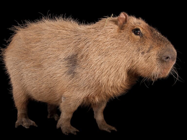 Are Capybaras Dangerous? - Baby Capybara