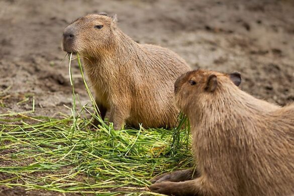 Are Capybaras Dangerous? - Baby Capybara