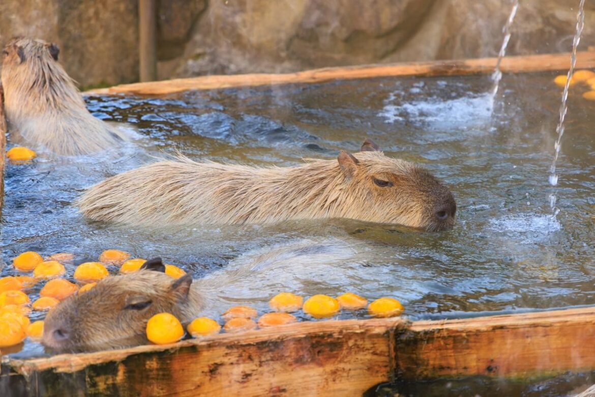 Feeding a Capybara in Captivity - Baby Capybara