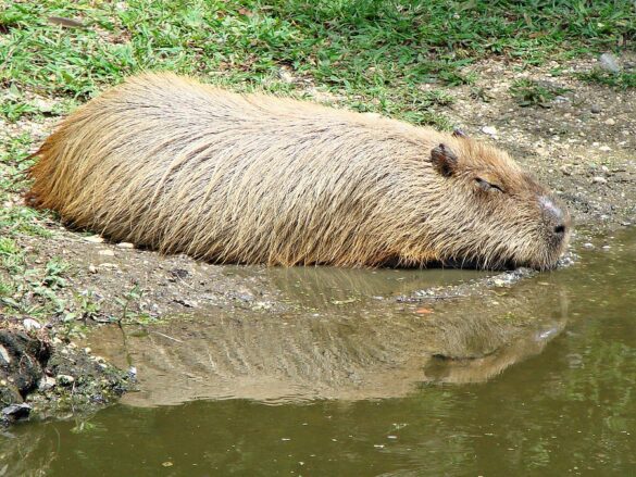 Feeding a Capybara in Captivity - Baby Capybara