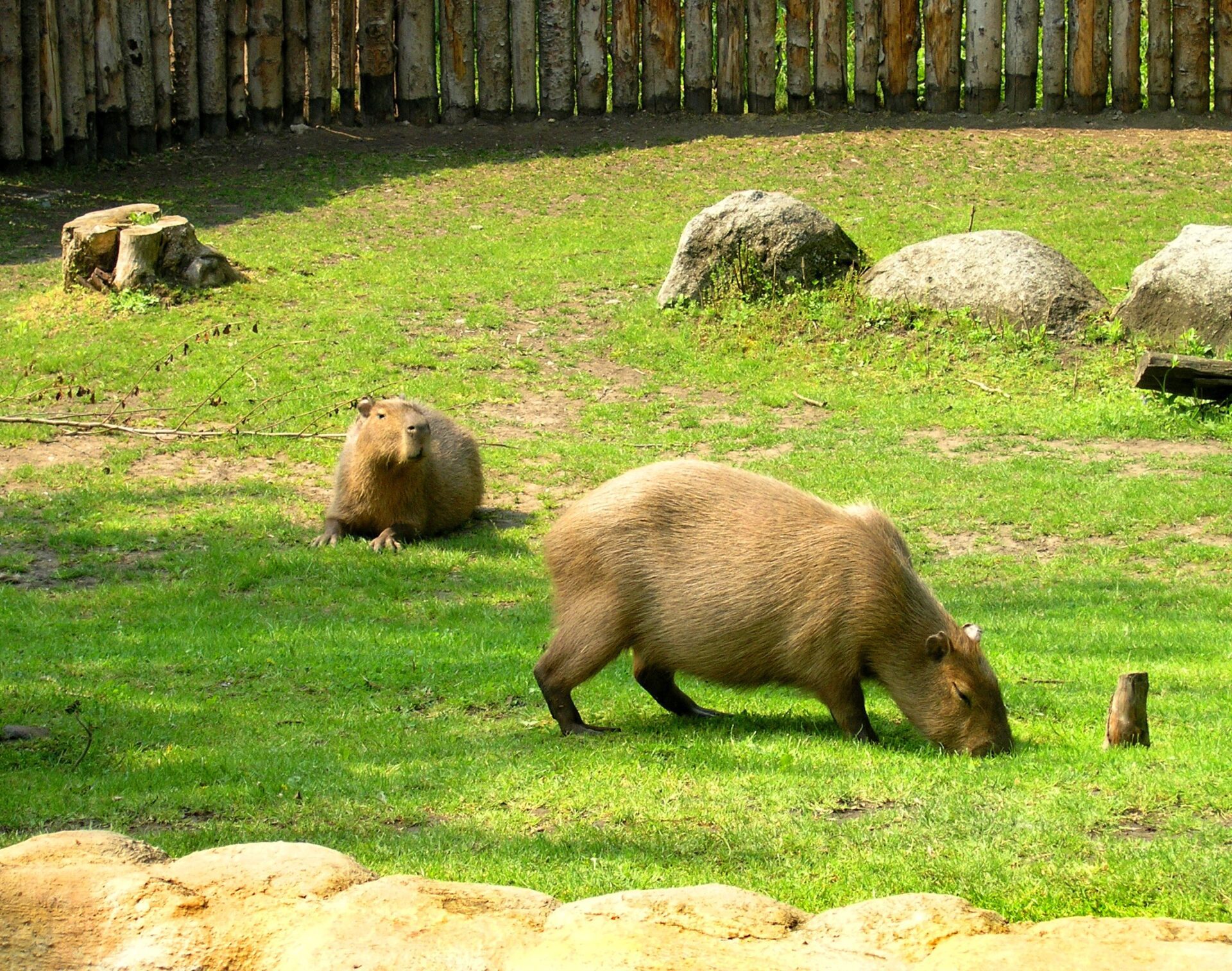 The Friendly Nature of Capybaras - Baby Capybara