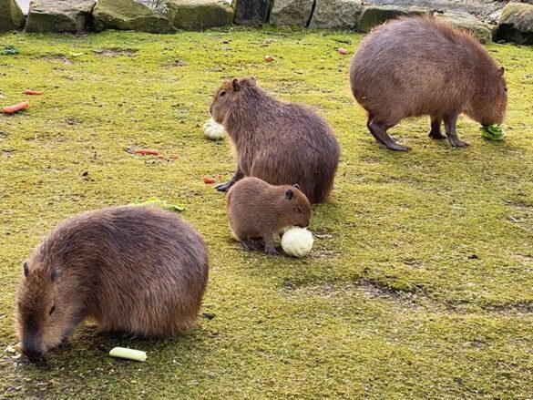 The Surprising Similarities Between Capybaras and Guinea Pigs - Baby ...