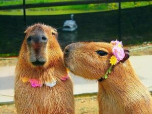 Exploring the Fascinating Capybara Life Cycle - Baby Capybara