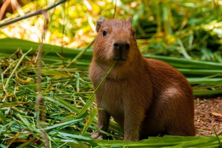 The Super Auto Pets Guide: How to Care for Your Capybara - Baby Capybara