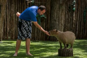 The Super Auto Pets Guide: How to Care for Your Capybara - Baby Capybara