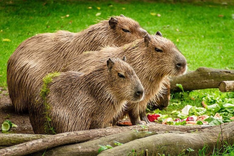 Why Do Capybaras Stack - Baby Capybara