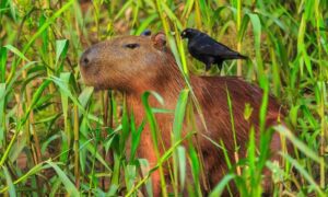 Discover the Surprising Truth About Capybaras in Texas: What You Need ...