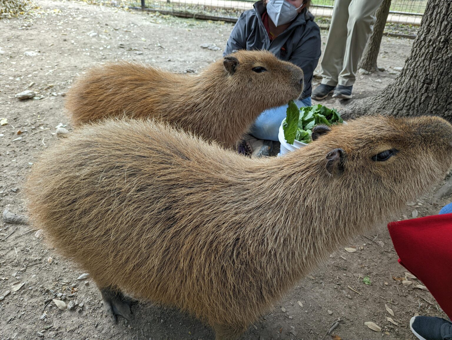 The Fascinating Characteristics of a Capybara - Baby Capybara
