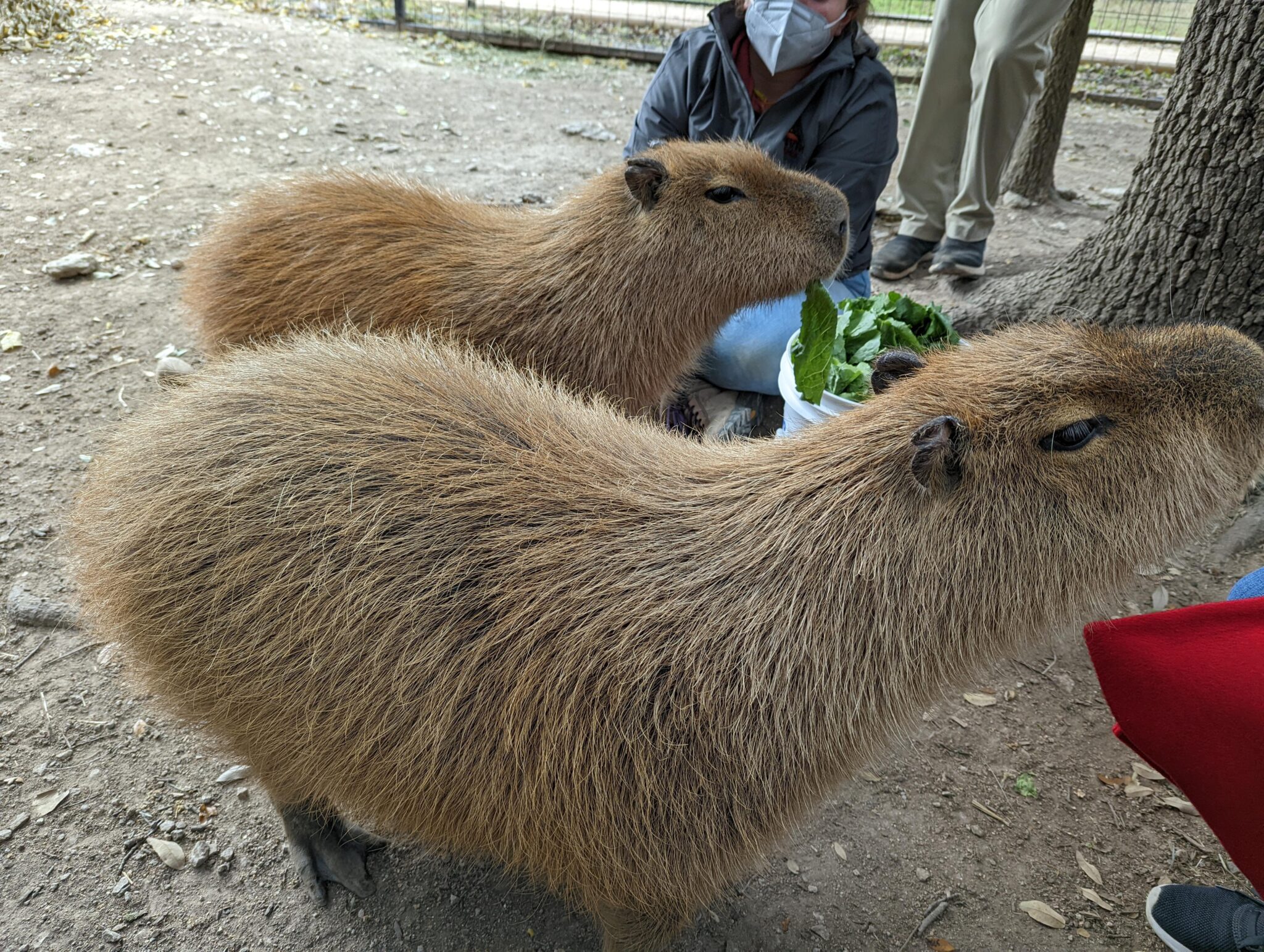 The Fascinating Characteristics of a Capybara - Baby Capybara