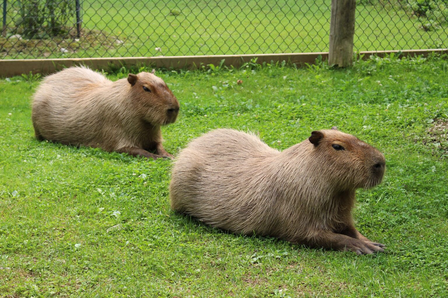Visit the Staten Island Zoo and Meet the Capybaras - Baby Capybara