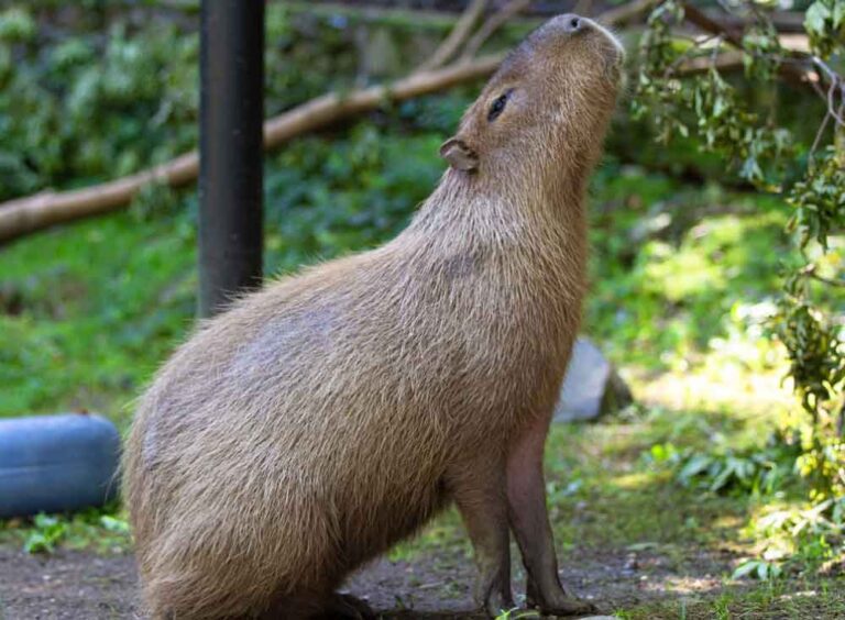 Is Capybara a Rat? - Baby Capybara