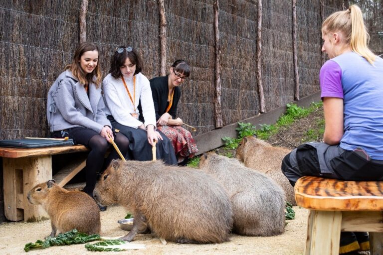 Visit the Staten Island Zoo and Meet the Capybaras - Baby Capybara