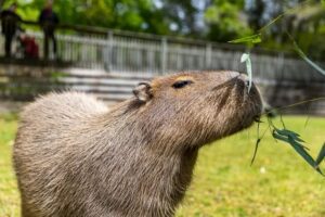 The Fascinating Relationship between Alligators and Capybaras - Baby ...