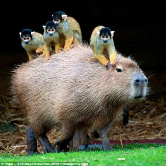 Discover the Fascinating World of National Capybara Day: Everything You ...