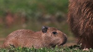 The Adventures of Hello Kitty and Capybara - Baby Capybara