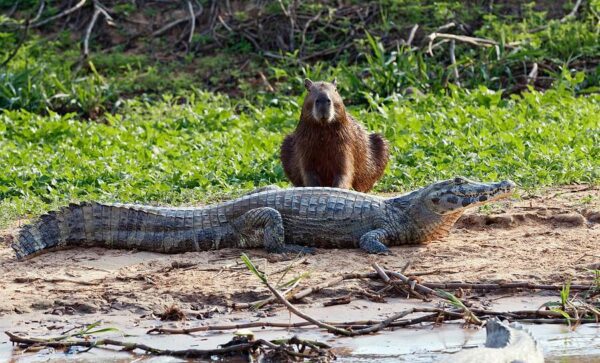 The Unusual Relationship Between Crocodiles and Capybaras - Baby Capybara