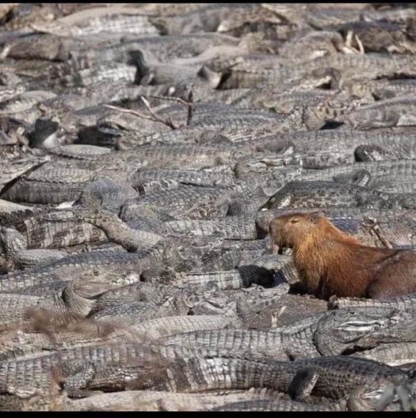 Unraveling the Mystery: Why Do Capybaras Hitch Rides on Crocodiles ...
