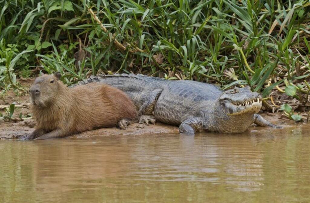 The Unusual Relationship Between Crocodiles and Capybaras - Baby Capybara