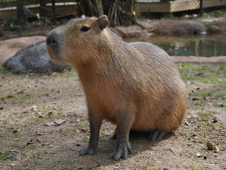 Unveiling the Secrets of Capybara Longevity: How Long Do These Gentle ...