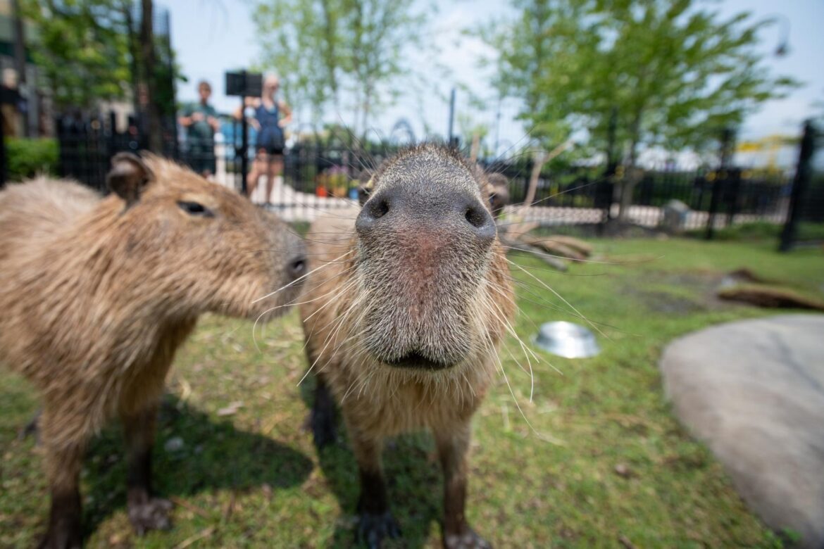 Exploring the Capybaras at Fort Worth Zoo - Baby Capybara