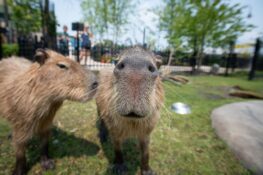 Exploring the Fascinating Capybara Life Cycle - Baby Capybara