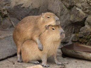 Why Do Capybaras Stack - Baby Capybara