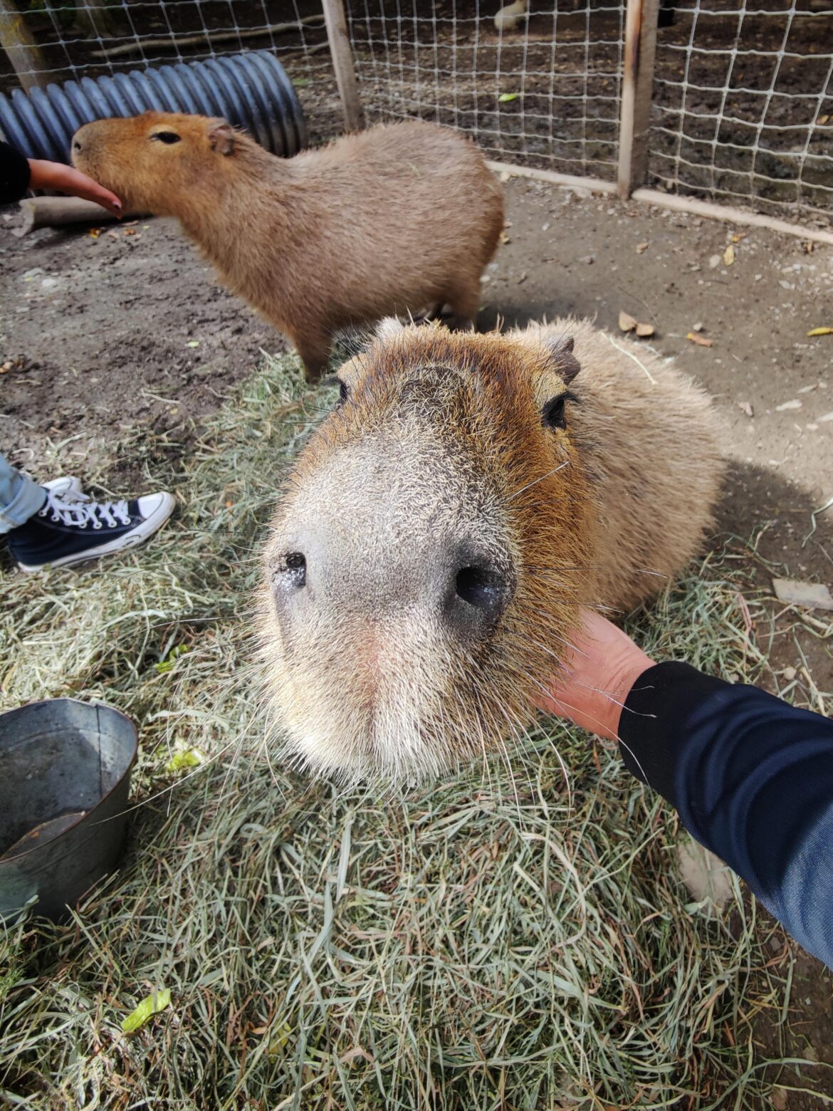 The Epic Adventure of Guy Fieri and the Capybara - Baby Capybara