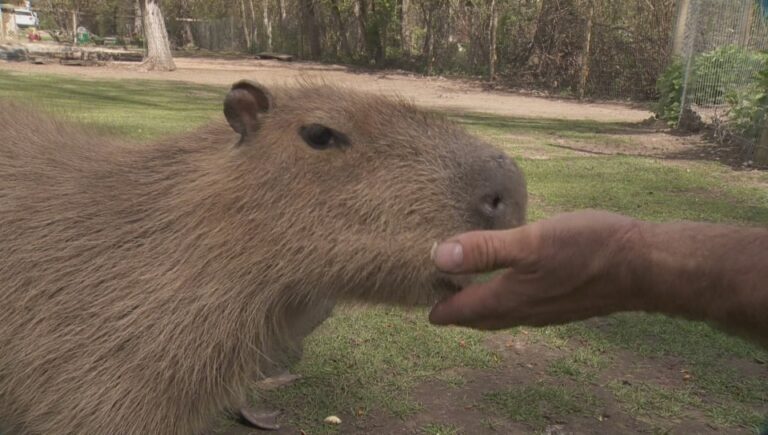 The Epic Adventure of Guy Fieri and the Capybara - Baby Capybara