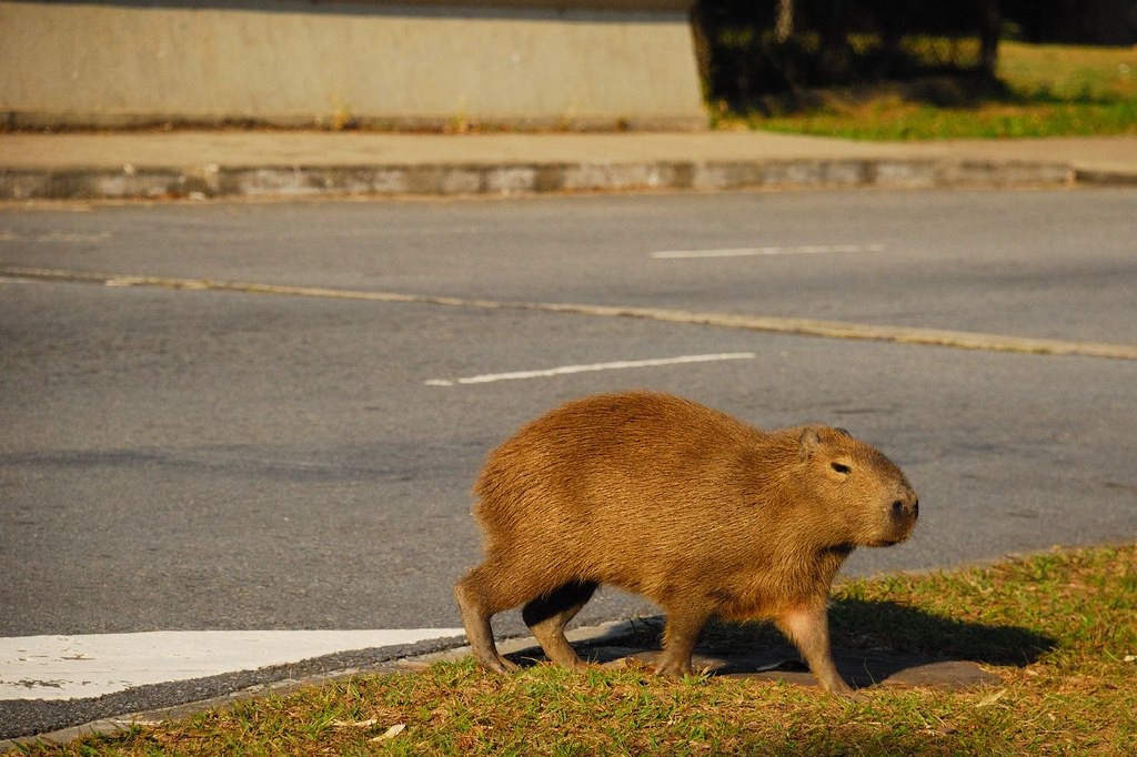 The Epic Adventure of Guy Fieri and the Capybara - Baby Capybara