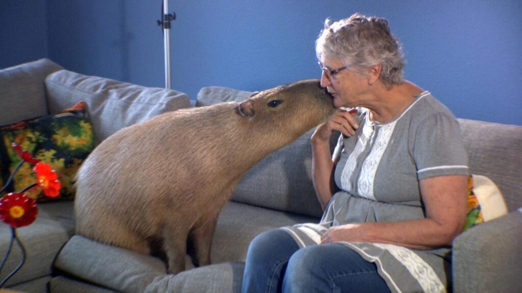 Is it legal to own a capybara in Colorado? - Baby Capybara