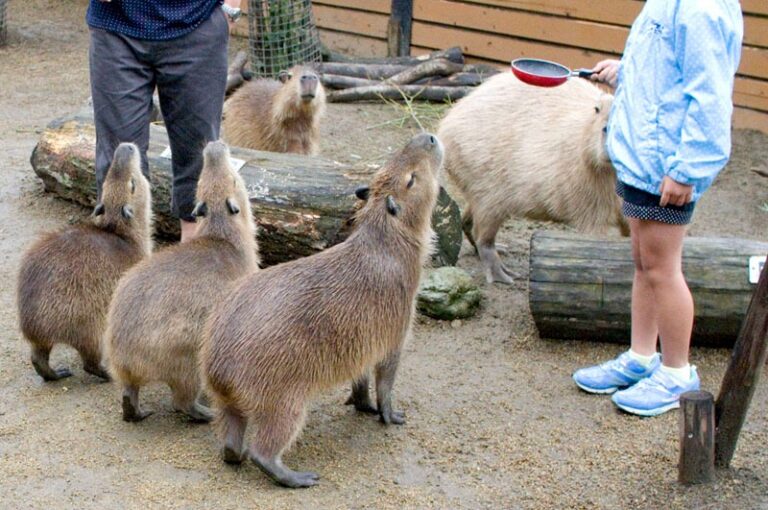 Is it legal to own a capybara in Colorado? - Baby Capybara