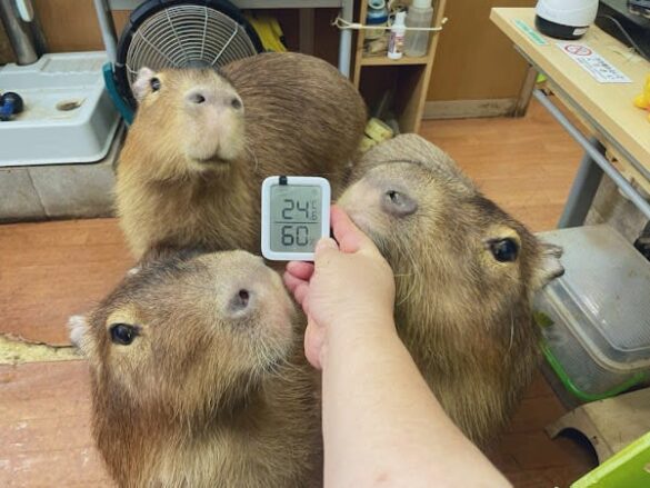 Do Capybaras Live in Mexico? - Baby Capybara