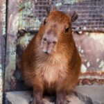 Discover the Fascinating World of National Capybara Day: Everything You ...