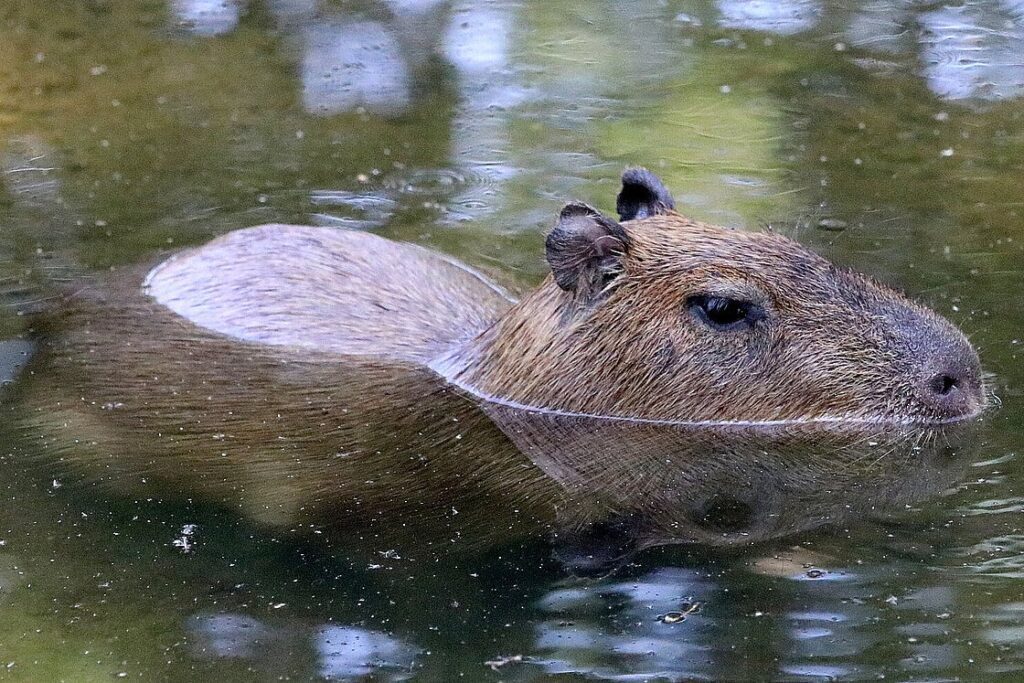 The Adventures of Hello Kitty and Capybara - Baby Capybara