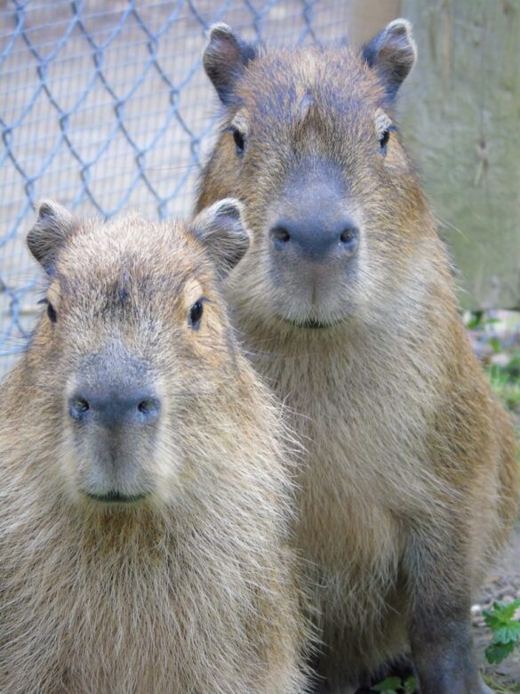Why Do Capybaras Stack - Baby Capybara