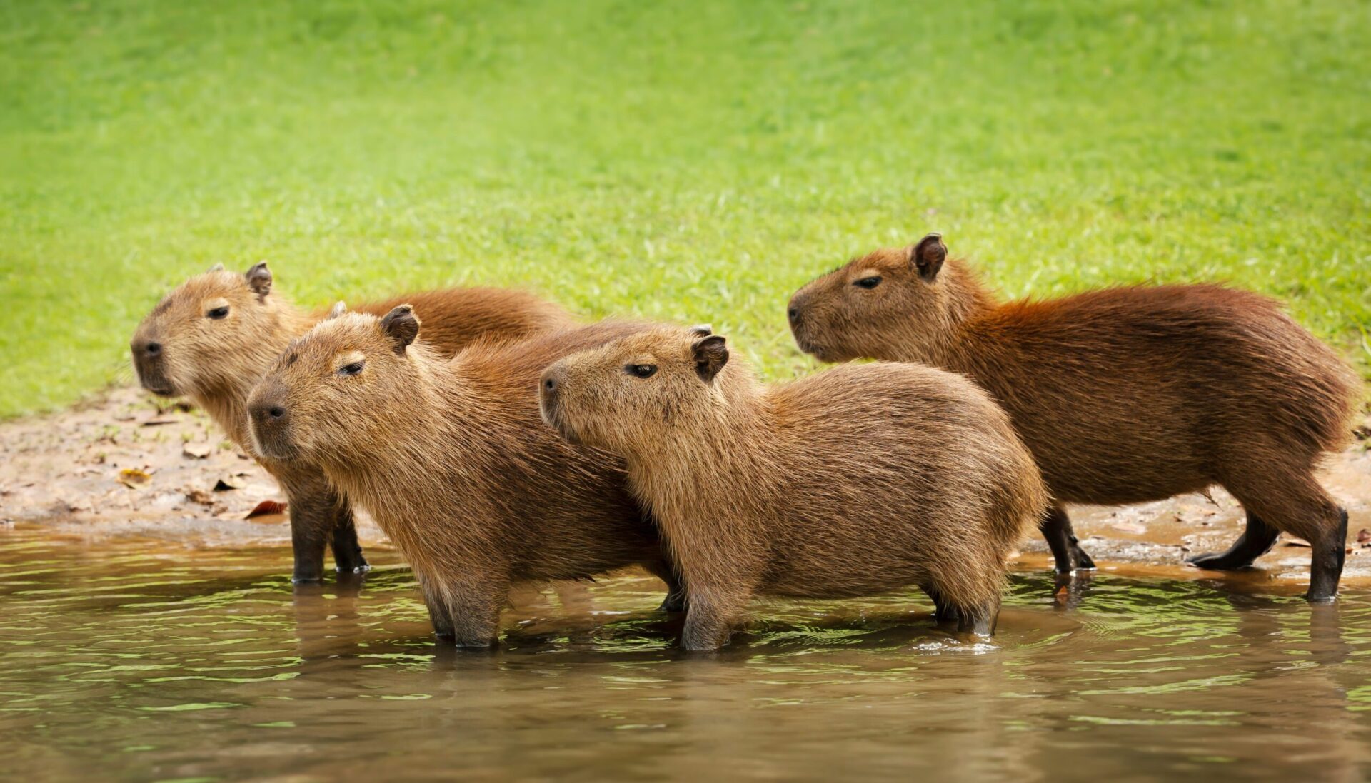 Discover the Hidden World of the Mini Capybara: Unveiling Secrets of the Lesser Capybara - Baby ...