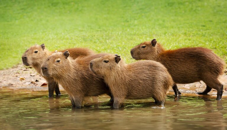 Is owning a capybara legal in your area? - Baby Capybara