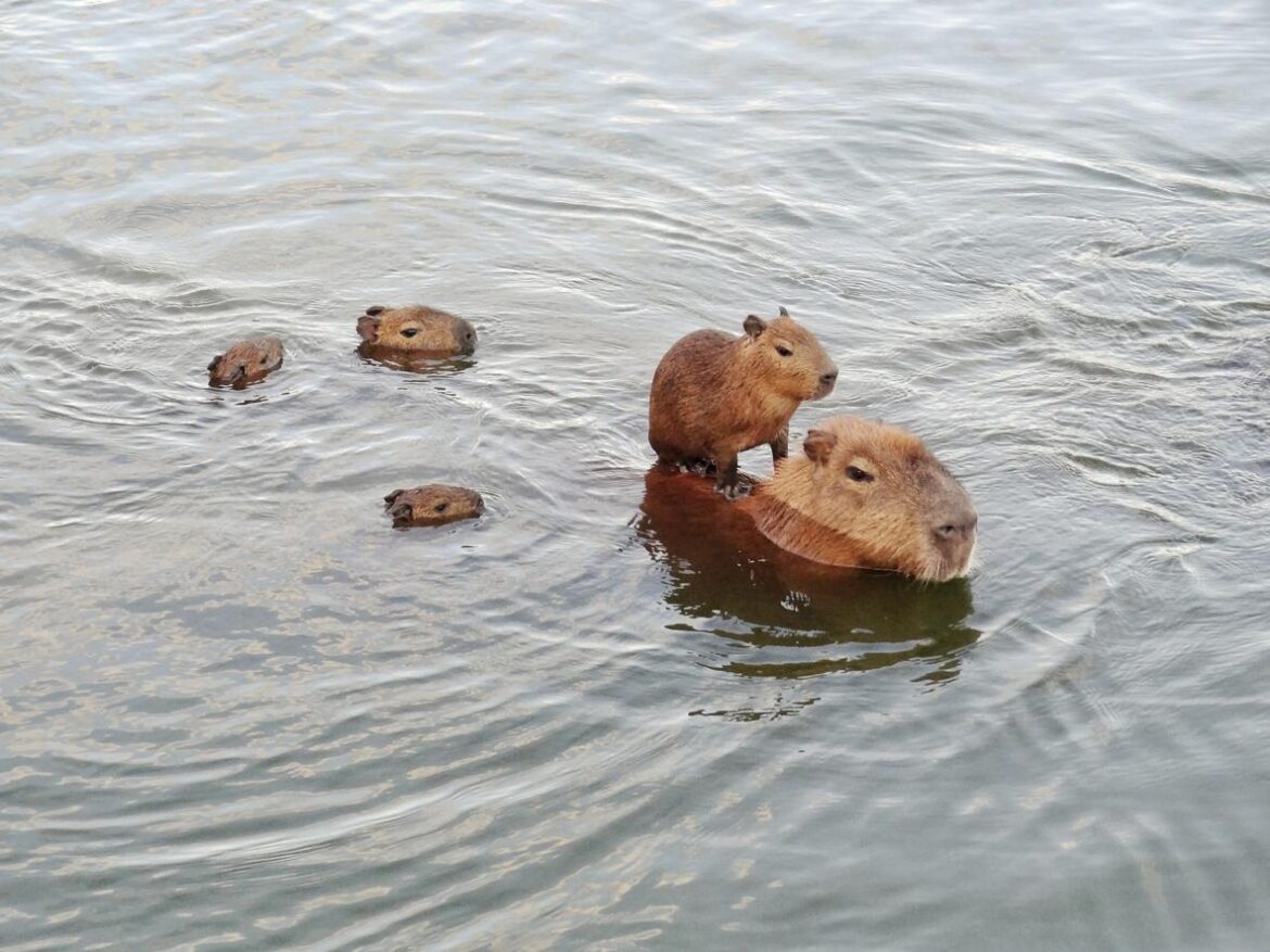 Top 10 Places to Spot Capybaras - Baby Capybara