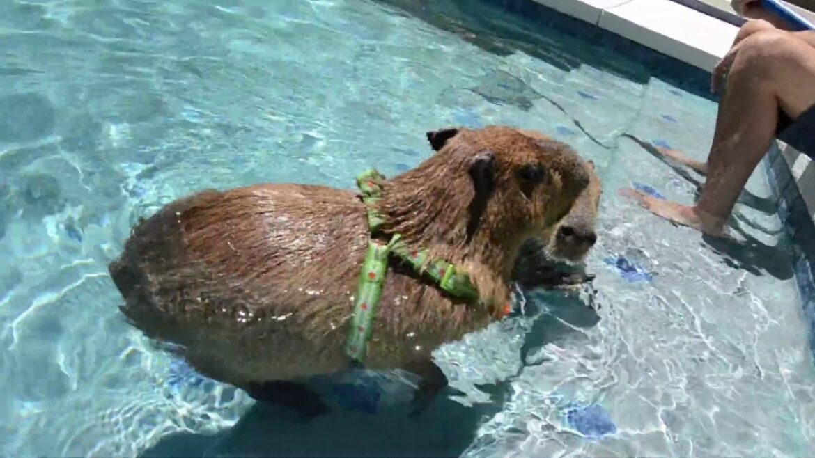 Is Capybara a Rat? - Baby Capybara