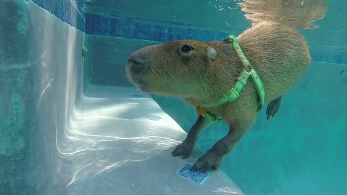 Capybara Videos - Baby Capybara