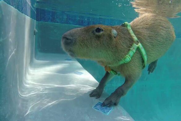 Unlikely Friendship: Capybara Riding on an Alligator - Baby Capybara