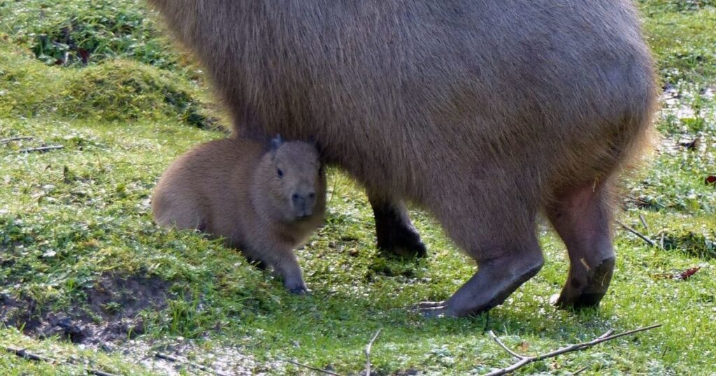 The Capybara's Unexpected Arrival in New York - Baby Capybara