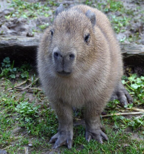 Discover the Hidden World of the Mini Capybara: Unveiling Secrets of ...